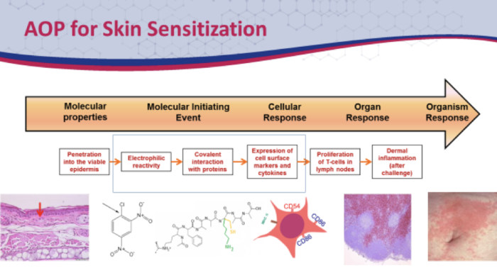 Intro To Skin Sensitization